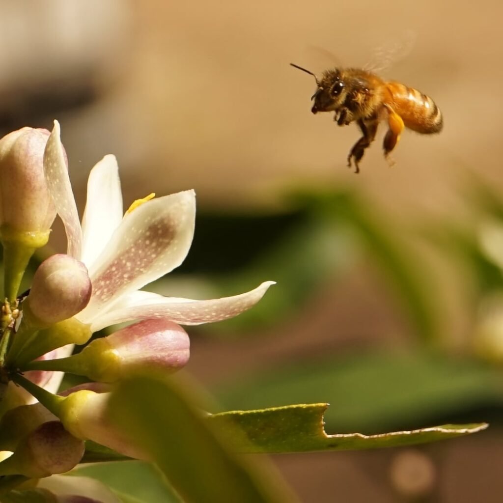 Understanding the Dangers of Fire Ant Pesticides: Why a Change is ...
