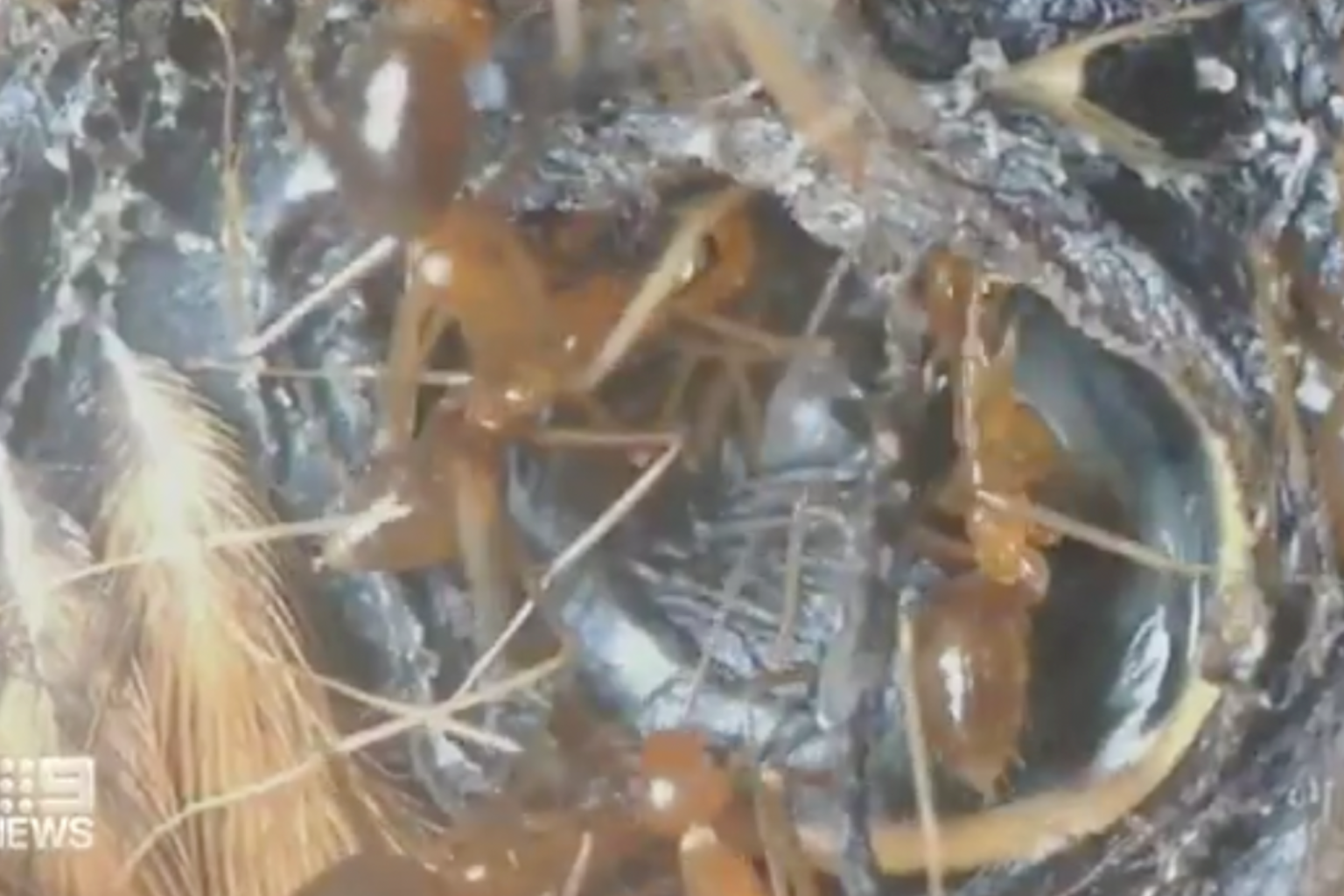 Resources – Stop The Toxic Fire Ant Program